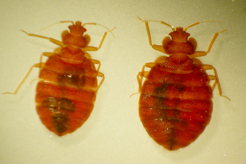 Bed Bugs Pest Control Safe Home Pest Control